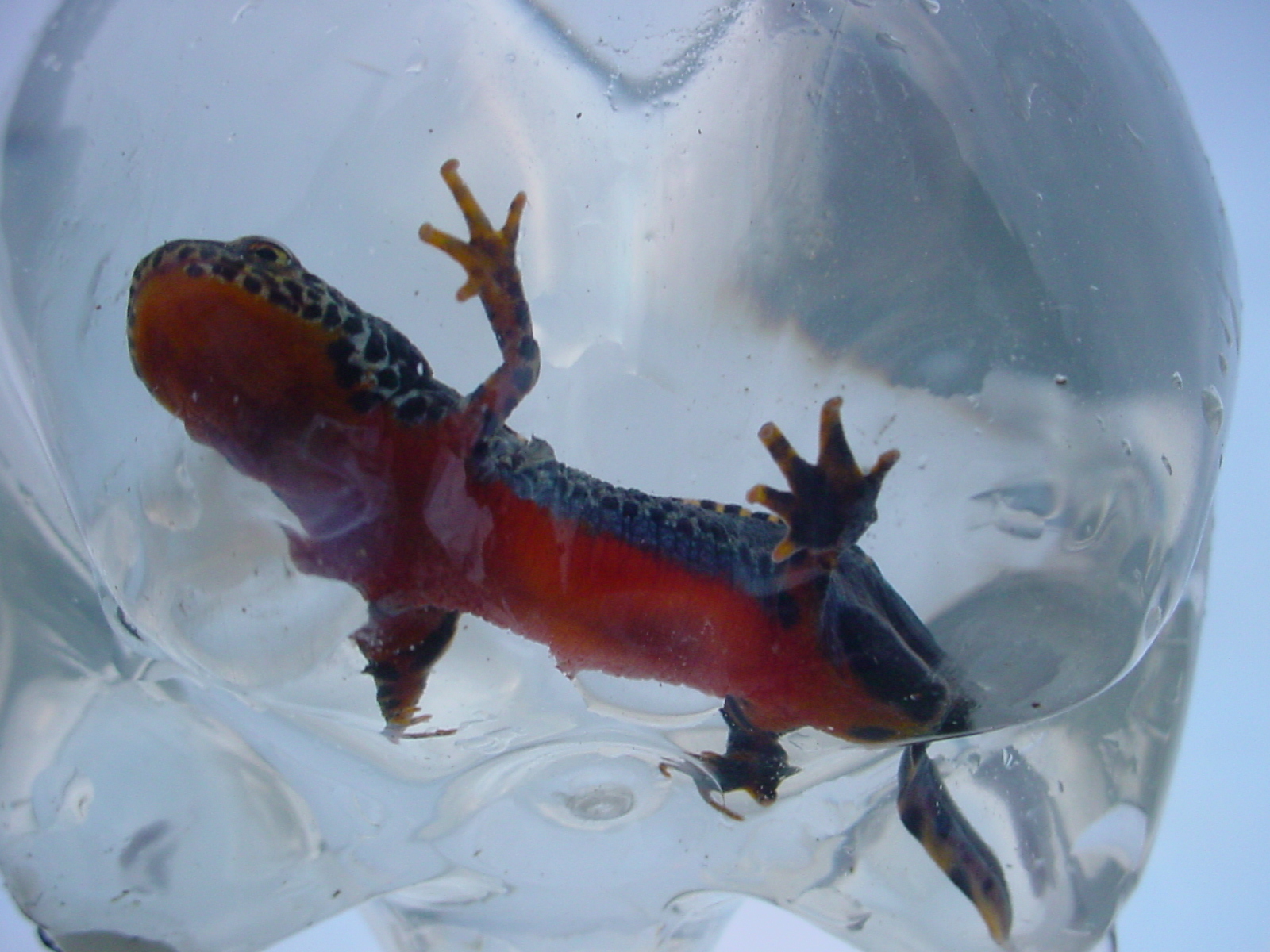 The Alpine Newt in North East England – Raven on the Wing